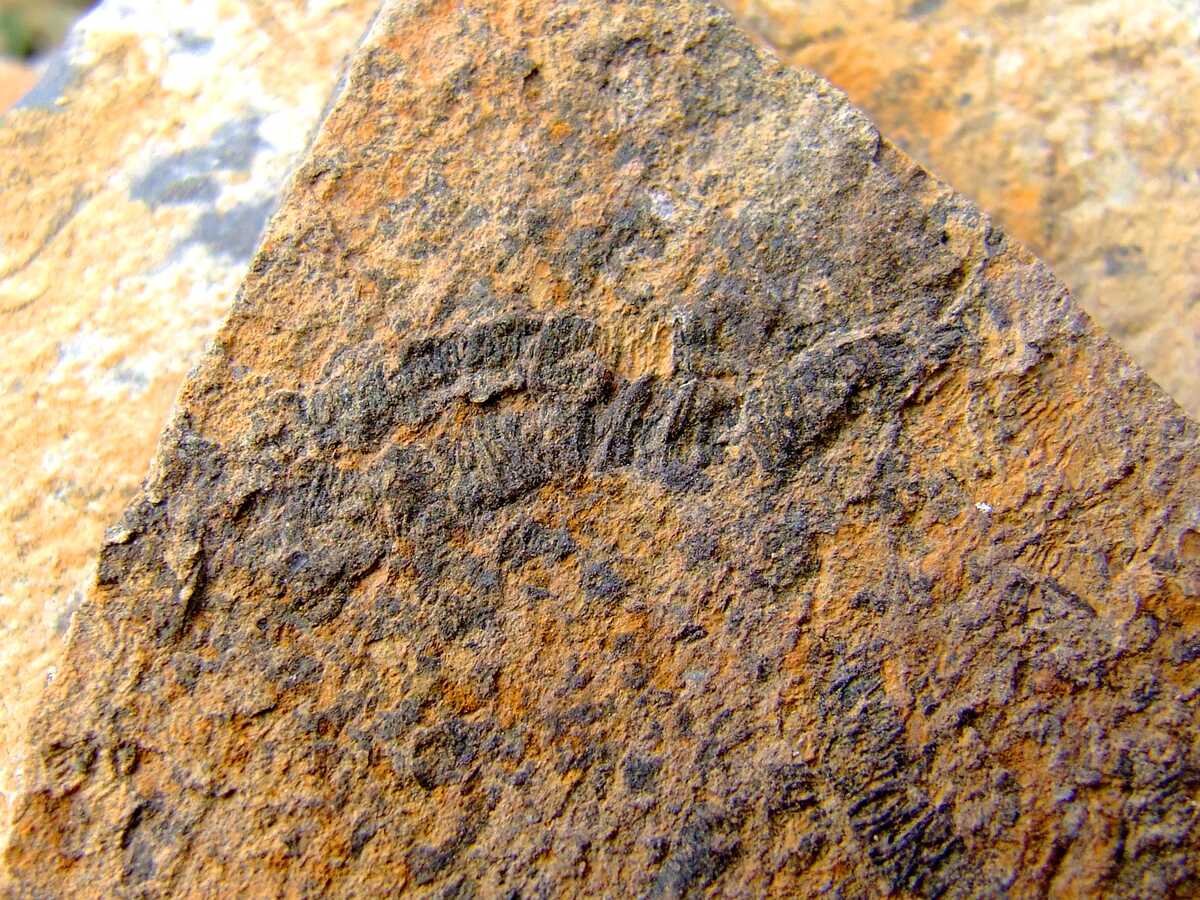 Mais antigo fóssil articulado encontrado em Corumbá ajuda a entender a ...