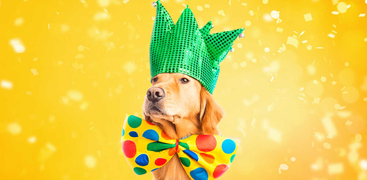 Vai viajar com seu pet no Carnaval? Saiba dos cuidados para que todos ...