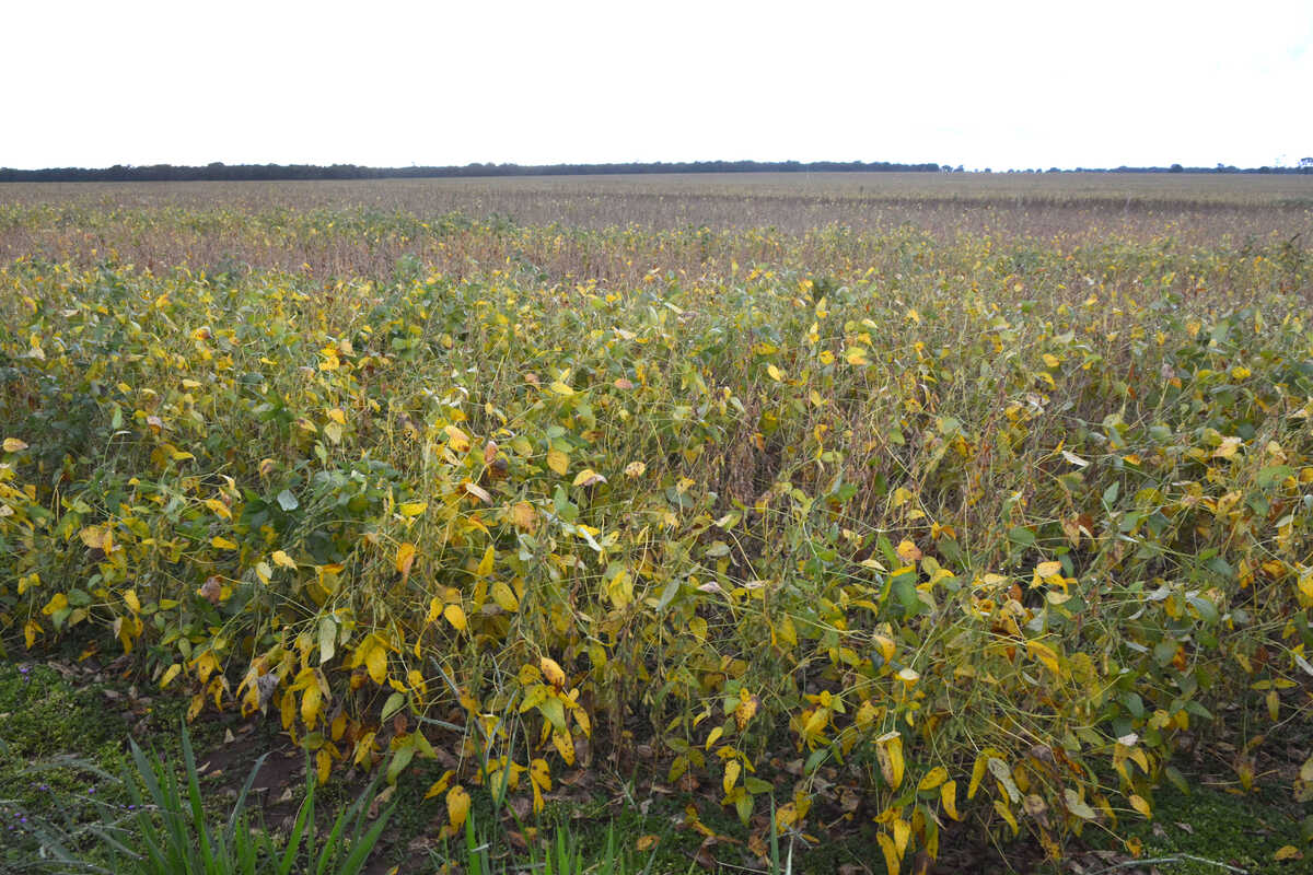 Soja fica proibida de ser cultivada em Mato Grosso do Sul a partir do ...