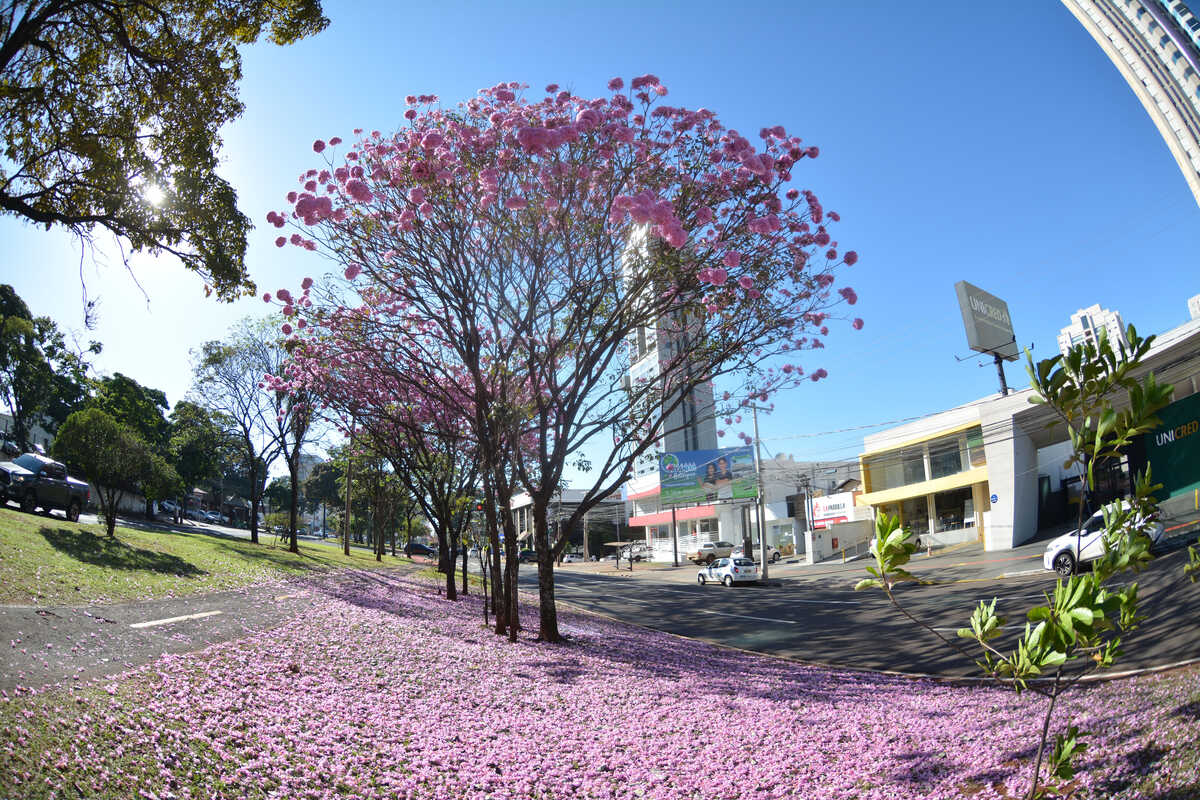 Com mais de 5 mil árvores, Ipê rosa abre estação de inverno e colore ...
