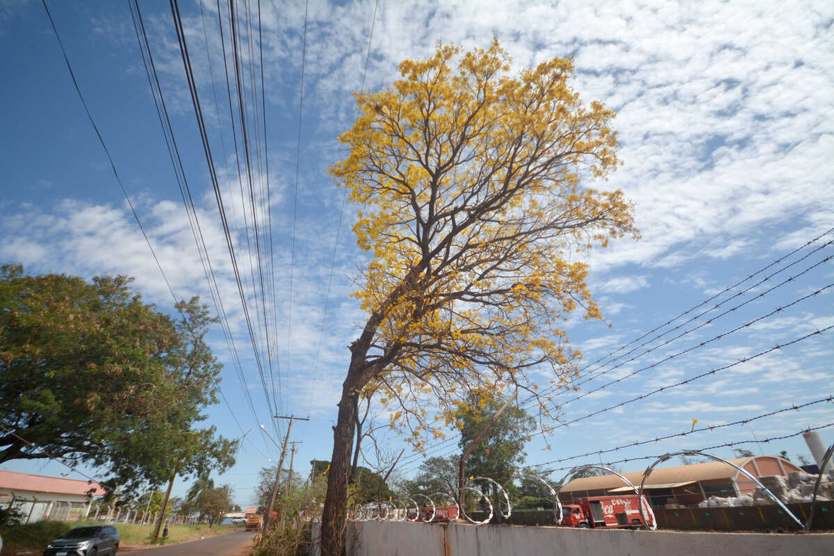Símbolo de MS, ipê-amarelo é o segundo a florir na temporada das cores ...