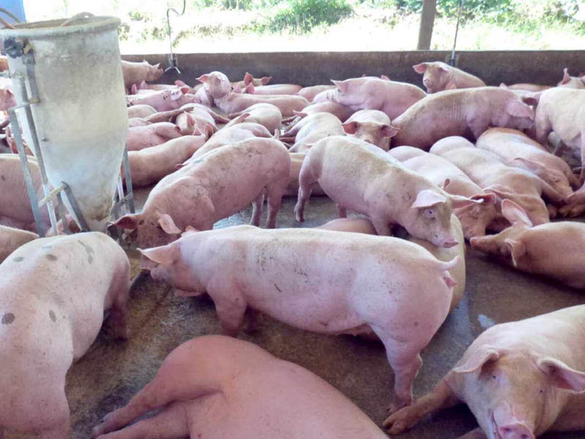 Abate de suínos é o maior em sete anos e o consumo da carne cresce ...