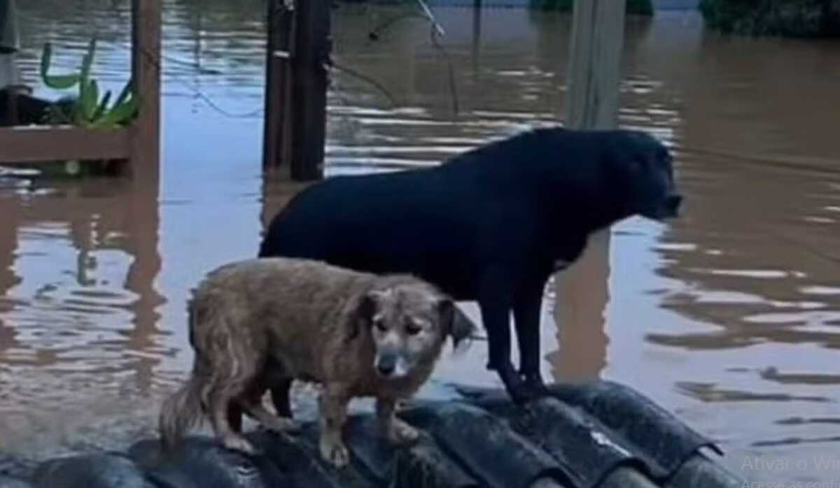 SOS Animal: saiba como doar para os animais atingidos pela enchente no ...