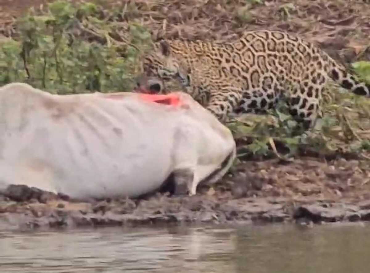 Turistas flagram onças devorando vaca atolada ainda viva no Pantanal ...