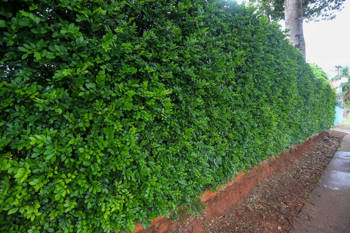 Proibida em MS, murta pode ser usada em sorvete, molho, licor e até ...