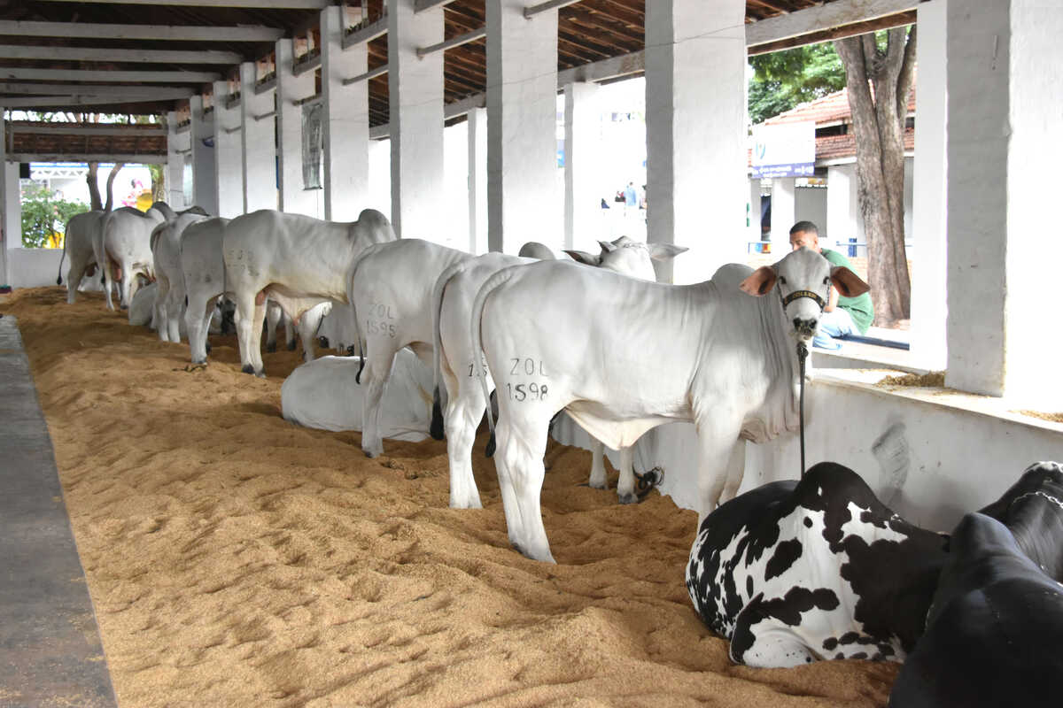 Exportações de carne bovina de MS para os EUA dispararam antes de ...