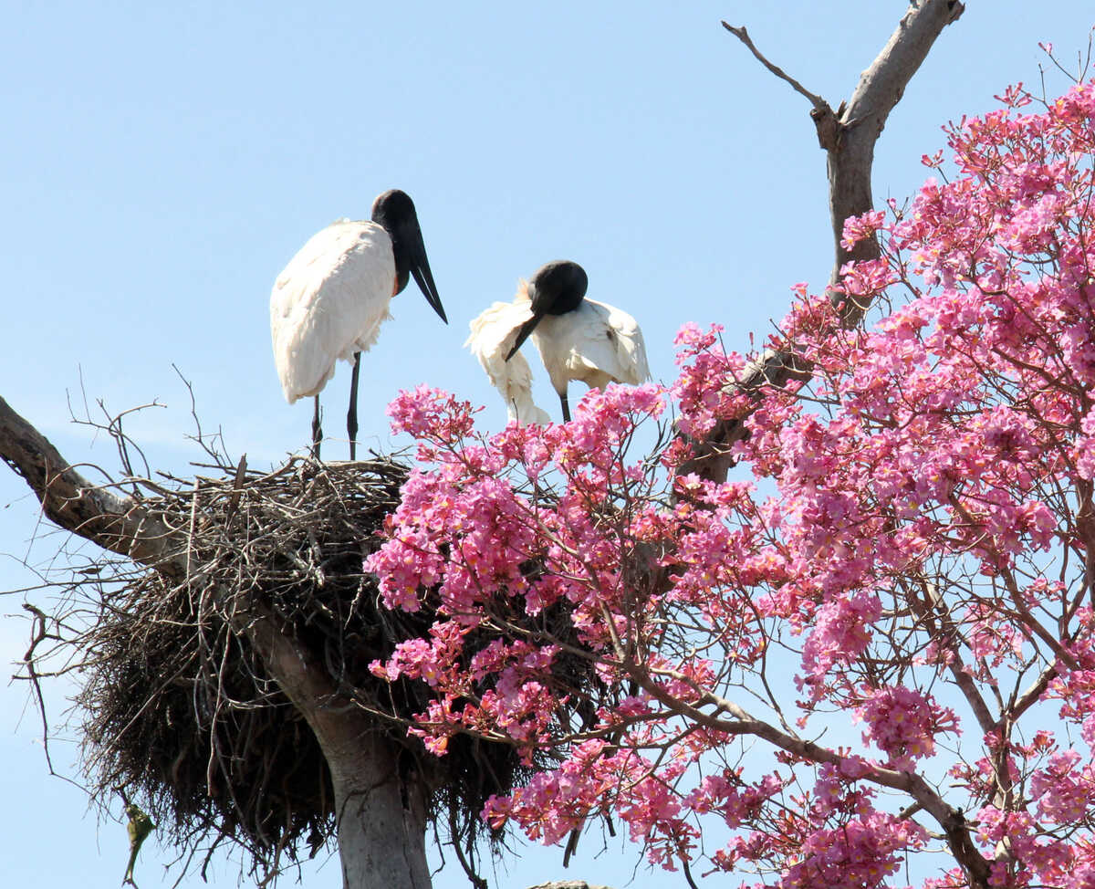 Lei transforma tuiuiú em ave-símbolo do Pantanal Sul-mato-grossense ...