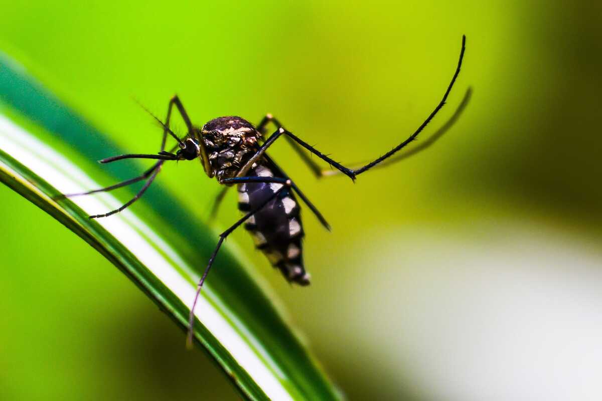 Ministério da Saúde encaminha R$ 850 mil para frear chikungunya em ...