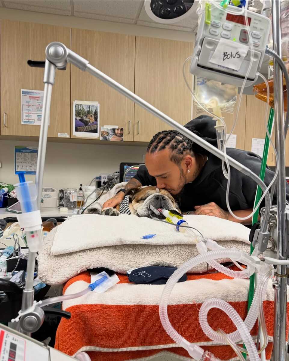 Lewis Hamilton anuncia a morte do cão Roscoe após coma e se emociona ...