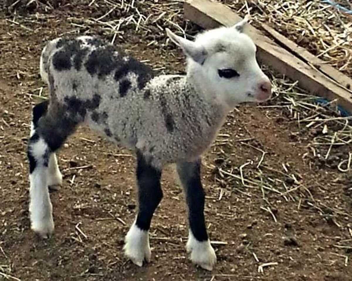 Filhote de bode com ovelha nasce nos EUA - Correio do Estado