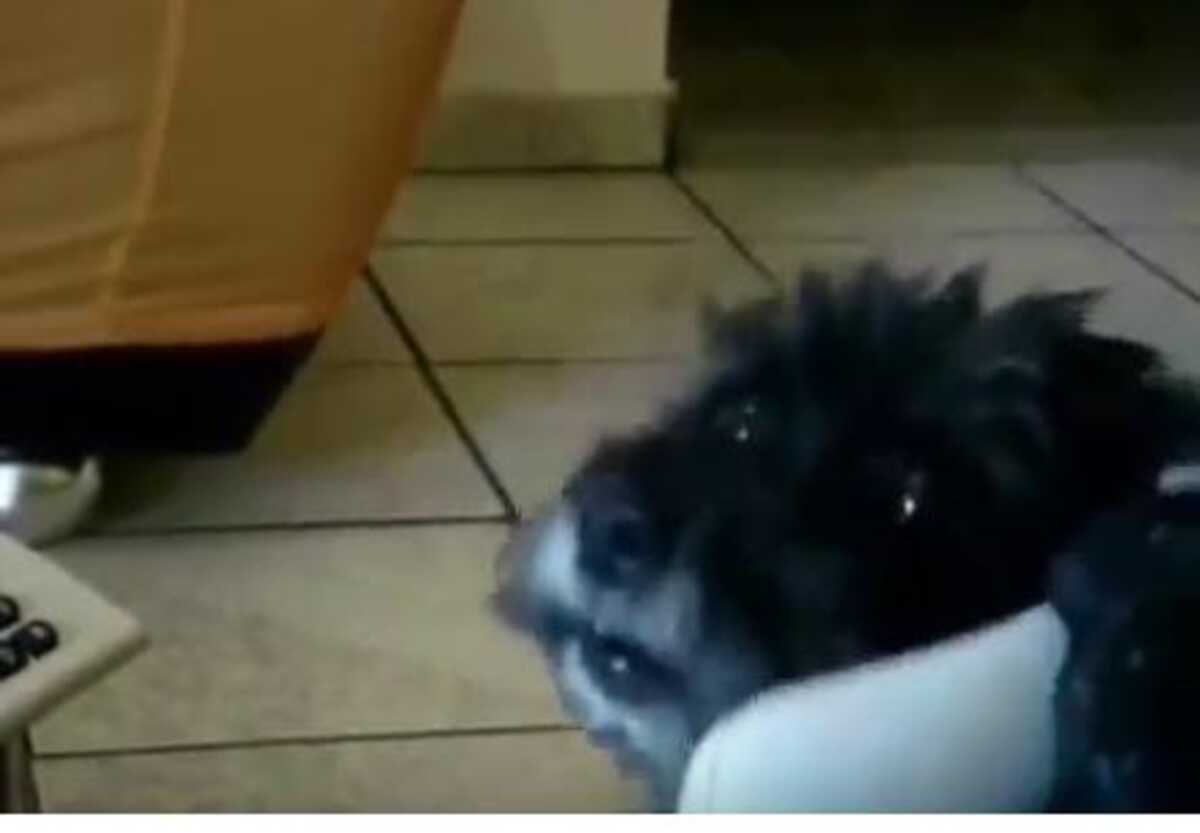 Confira o cachorro Pitoco, artista da internet - Correio do Estado