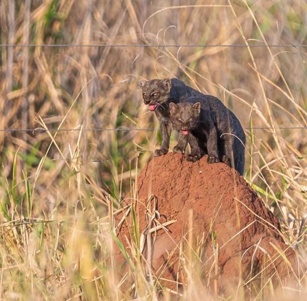 Espécie rara e em extinção, gato-mourisco surpreende fotógrafo no ...